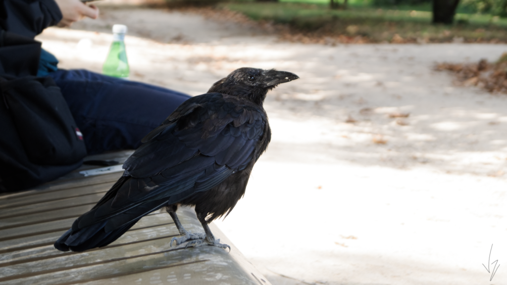 Corvi, animali incredibili